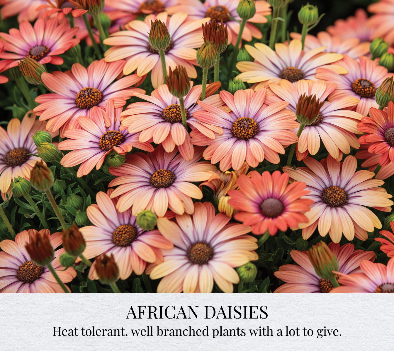 Home Page - Tesselaar