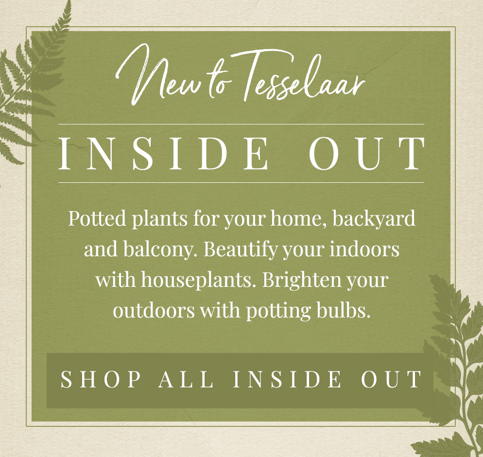 Home Page - Tesselaar