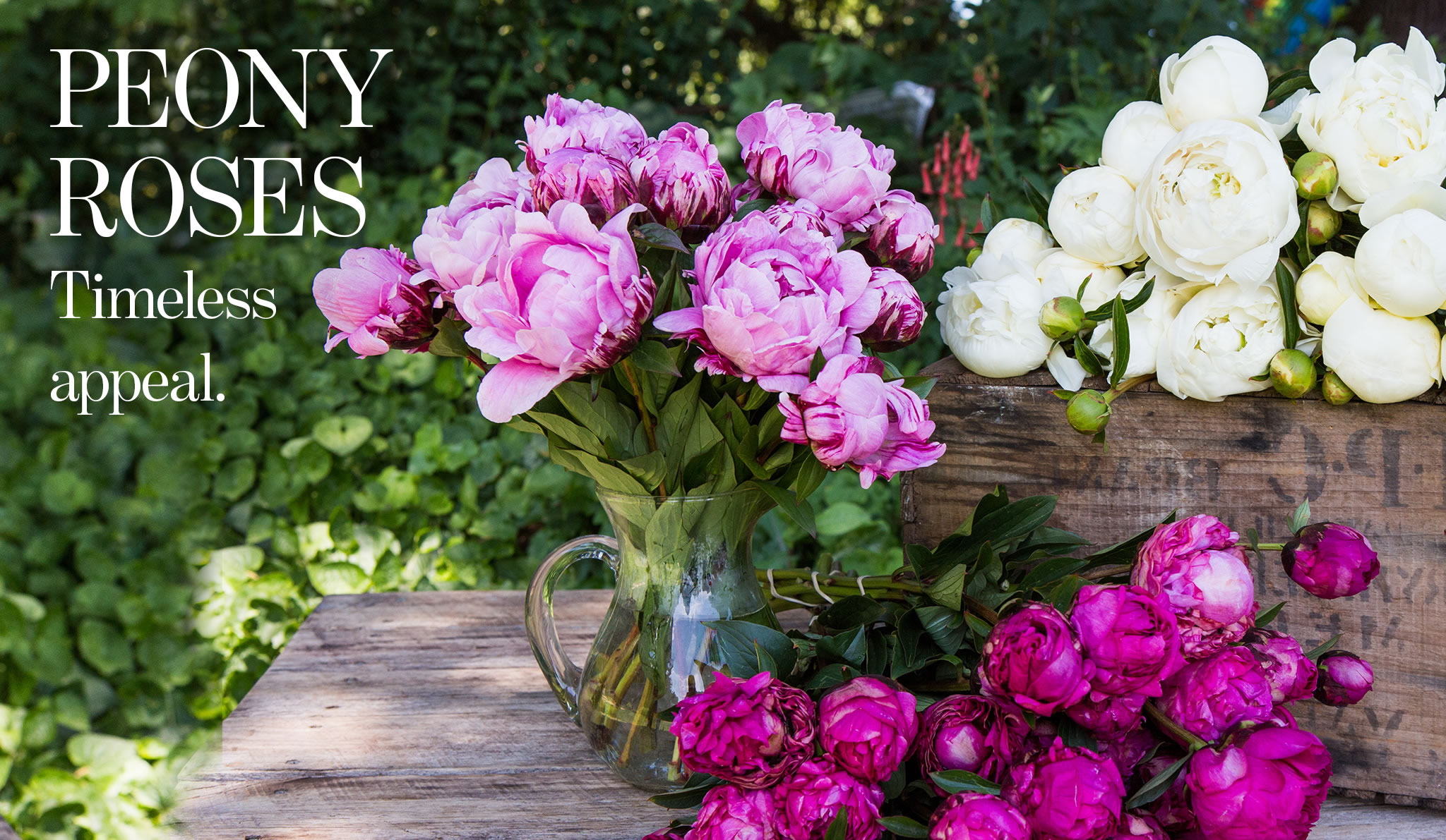 Home Page - Tesselaar