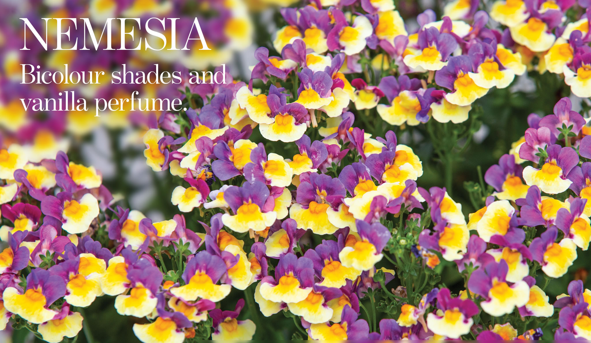 Home Page - Tesselaar