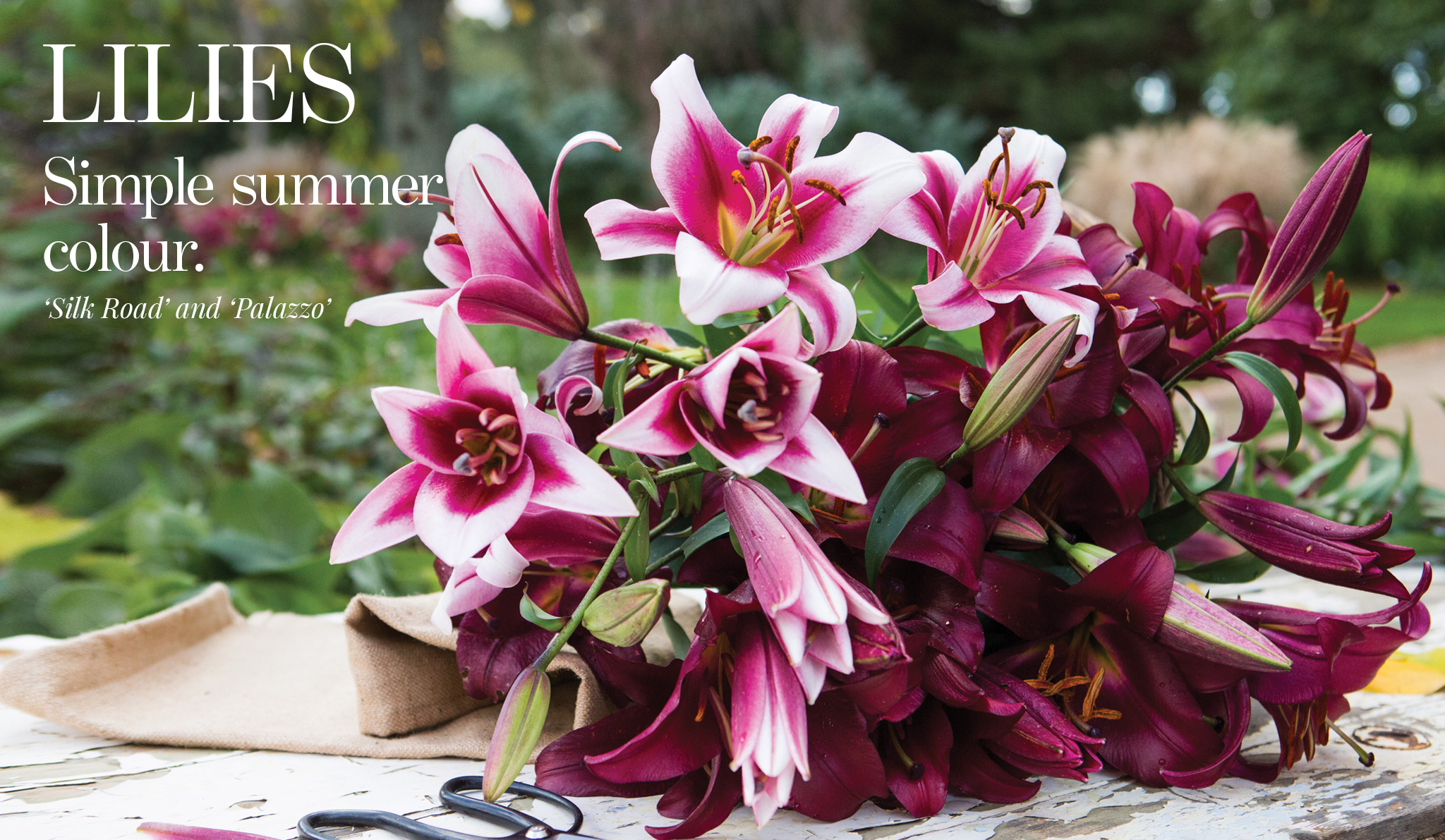 Home Page - Tesselaar