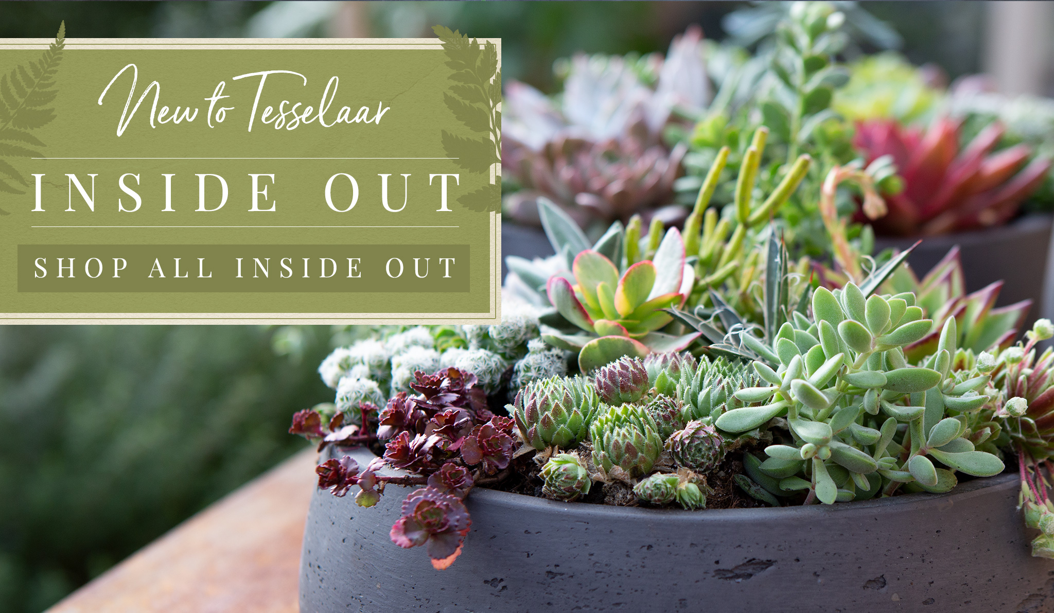 Home Page - Tesselaar