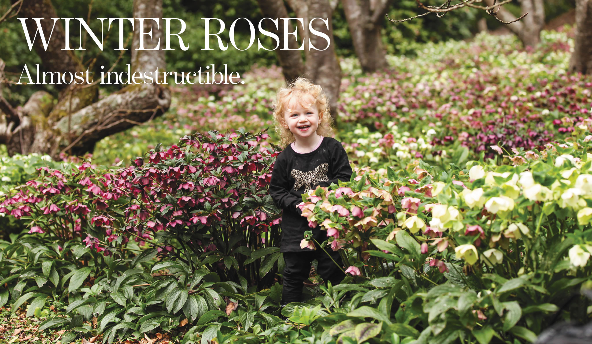 Home Page - Tesselaar