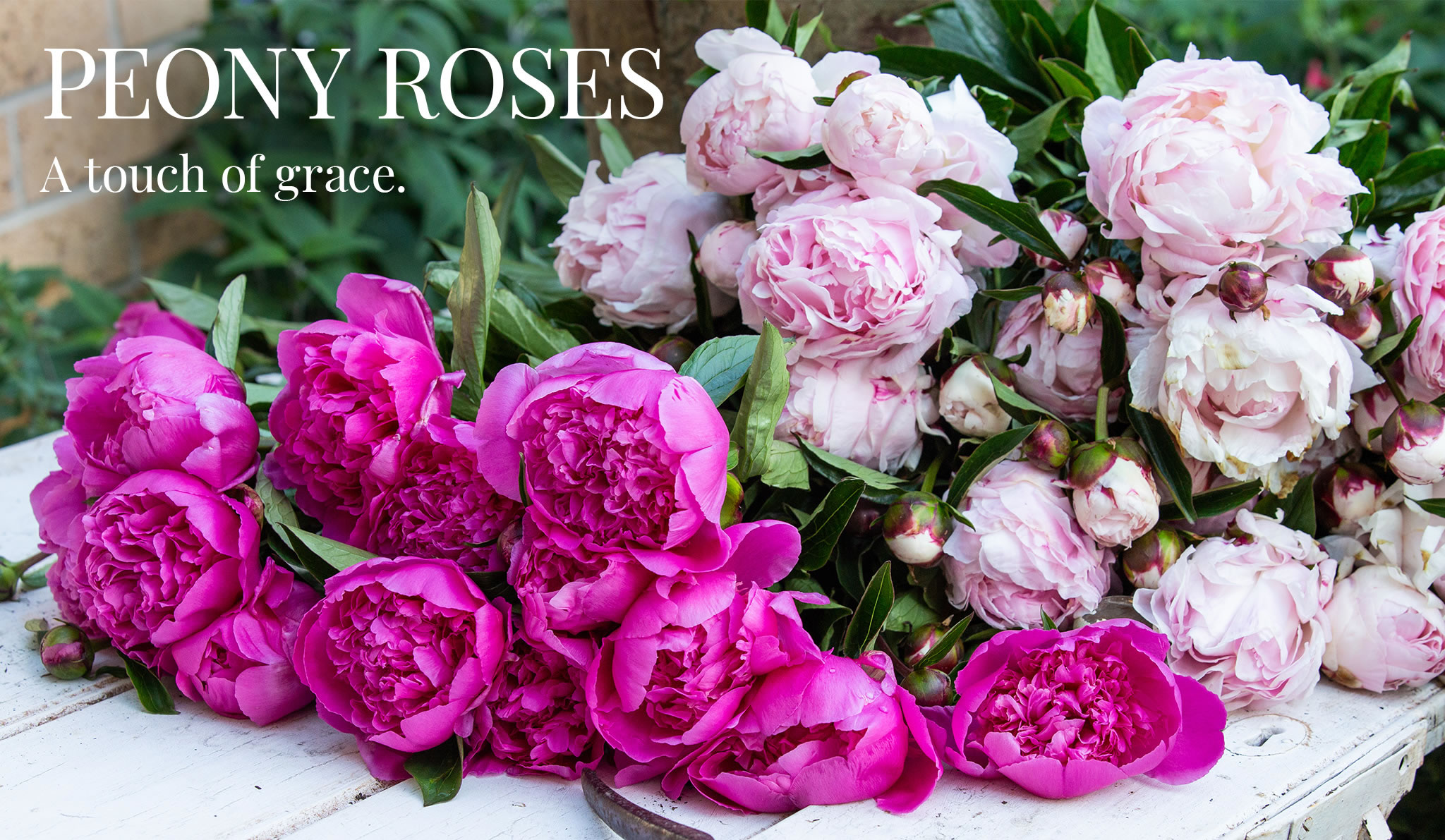 Home Page - Tesselaar