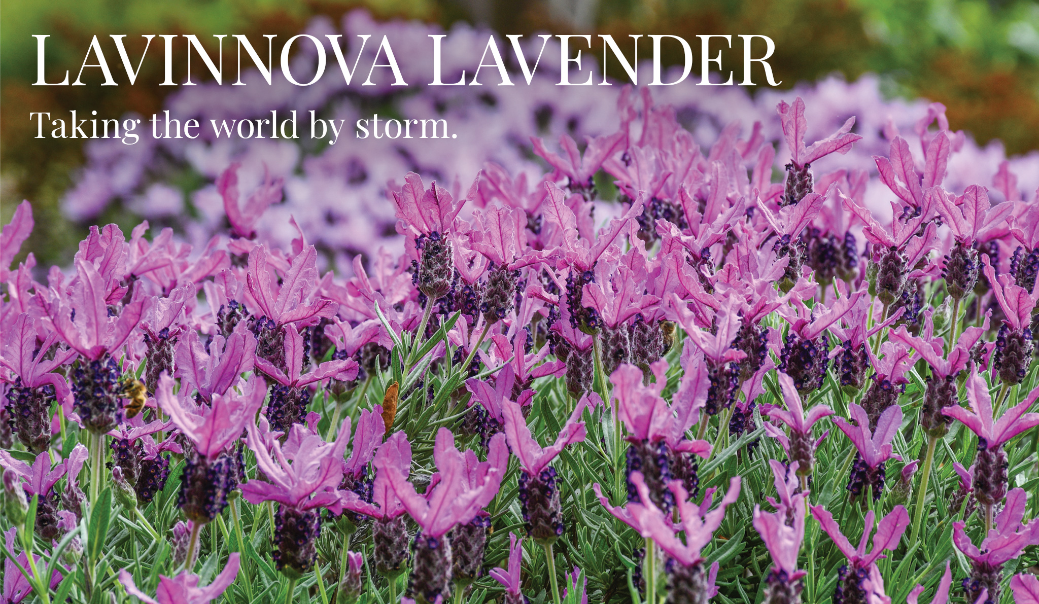 Home Page - Tesselaar