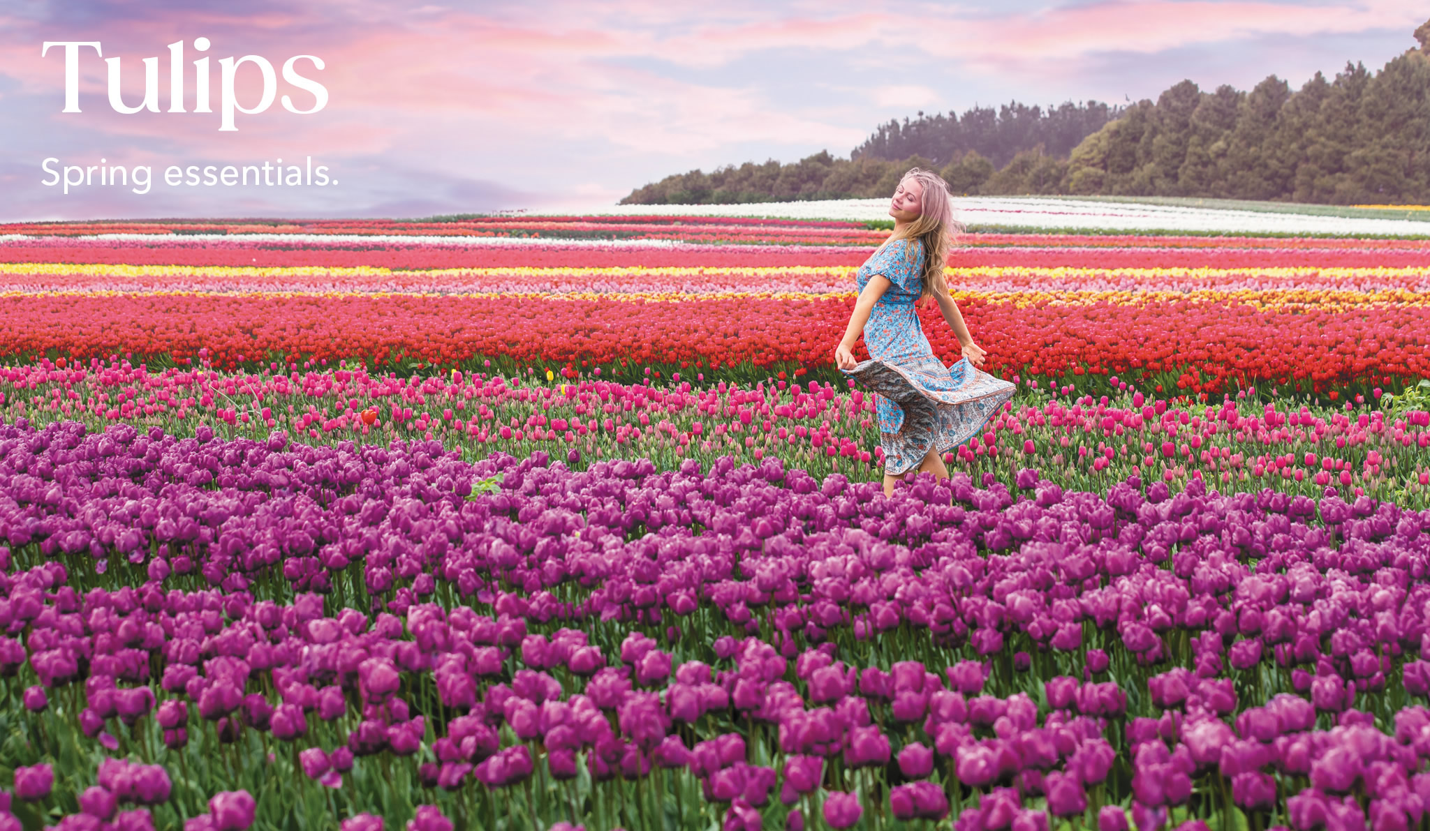 Home Page - Tesselaar