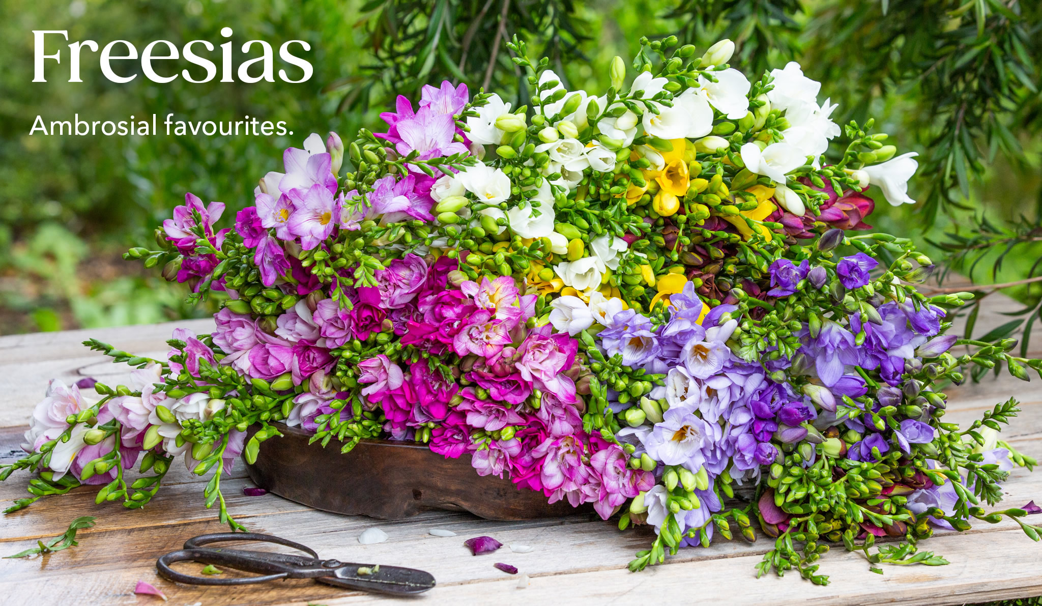 Home Page - Tesselaar