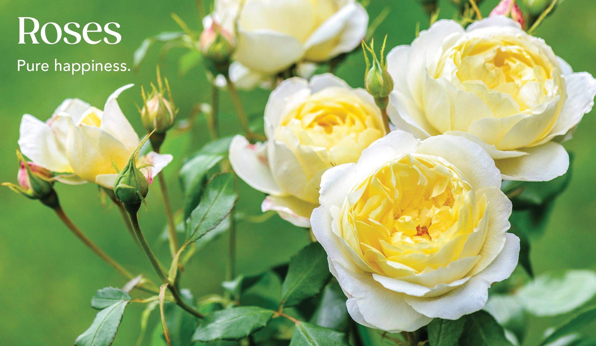 Home Page - Tesselaar