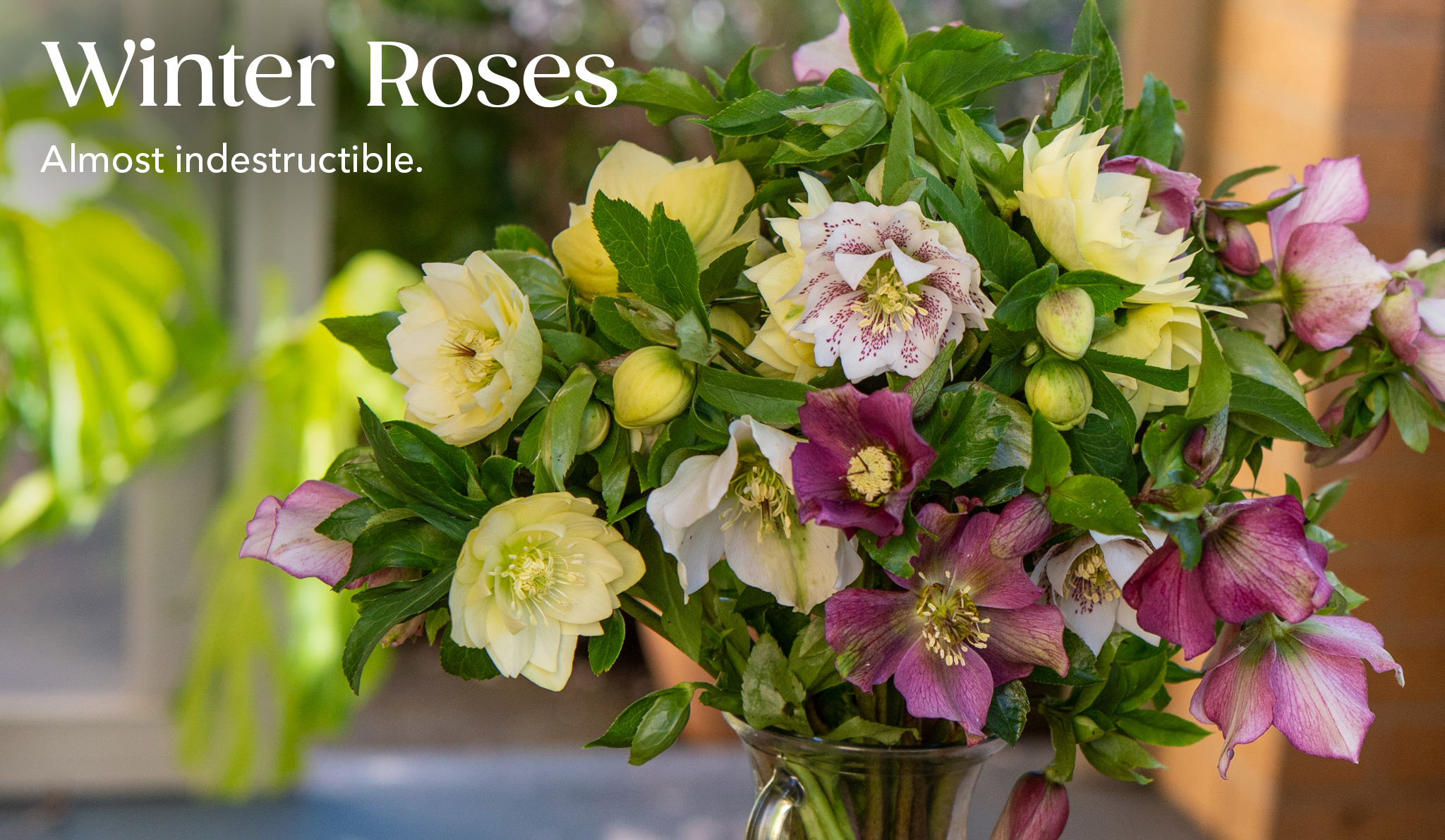 Home Page - Tesselaar