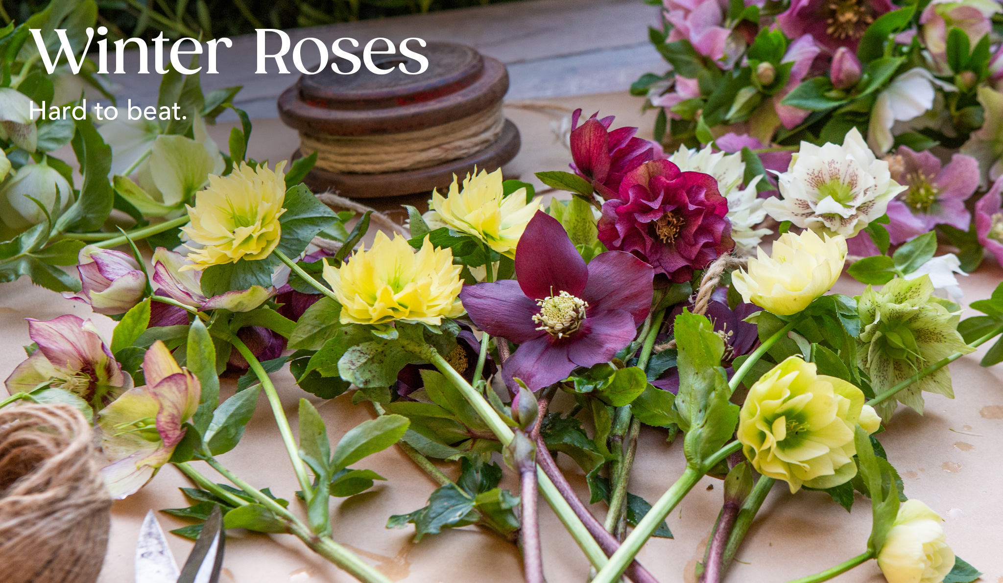 Home Page - Tesselaar