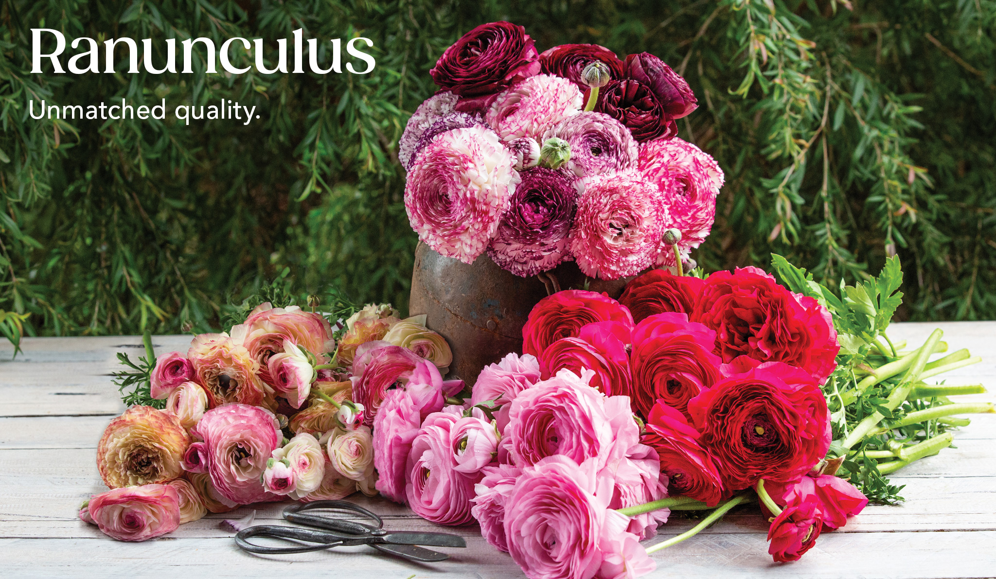 Home Page - Tesselaar