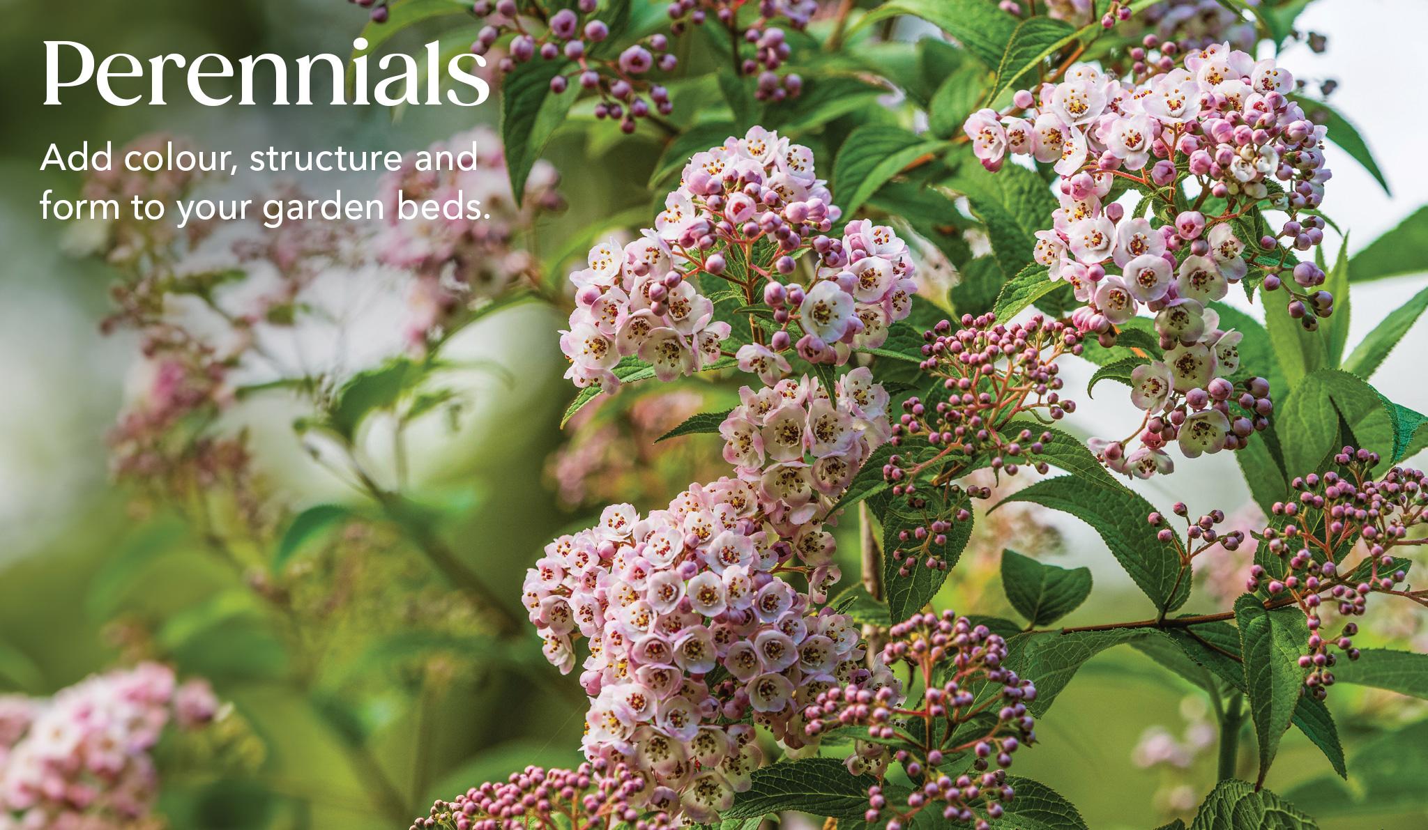 Home Page - Tesselaar