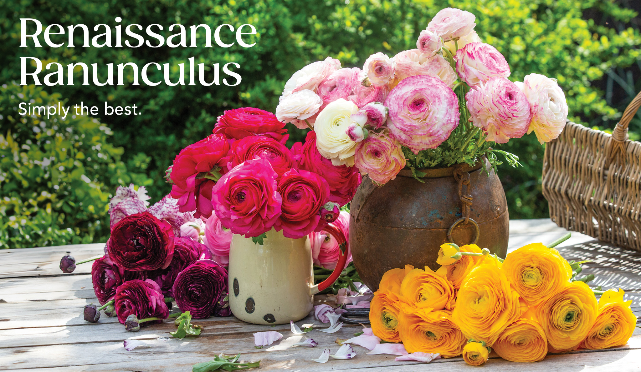 Home Page - Tesselaar