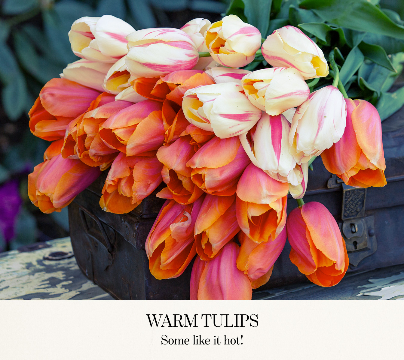 Home Page - Tesselaar