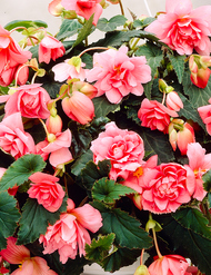 Begonias - Tesselaar