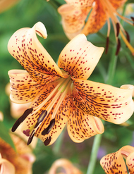 Sumo Asiatic Lilium 'Easy Whisper' - Tesselaar