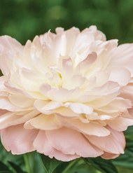 Peony roses - Tesselaar