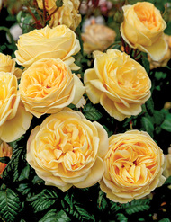 Home Page - Tesselaar