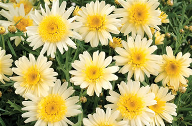 Marguerite Daisy Lemon Lace - Tesselaar