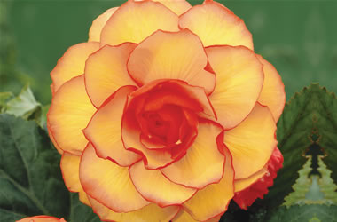 Ruffled Tuberous Begonias Orange Picotee - Tesselaar