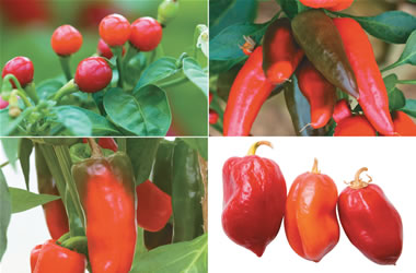 Chilli Collection - Tesselaar