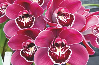 Super Giant Cymbidiums Ruby Valley 'Box of Chocolates' - Tesselaar