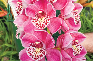 Cascading Cymbidium Orchids Paradisian Ruby 'Pinky' - Tesselaar