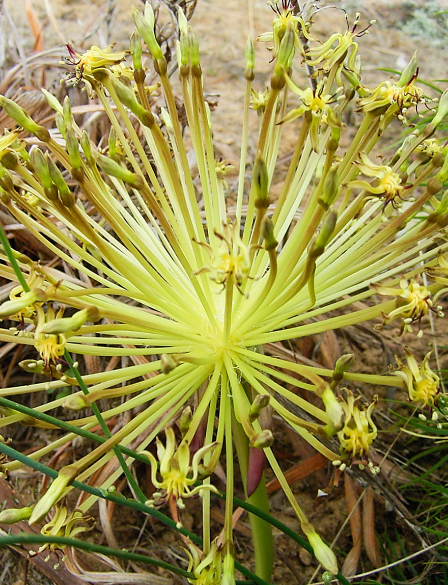 Crossyne Cape Province Lily - Tesselaar