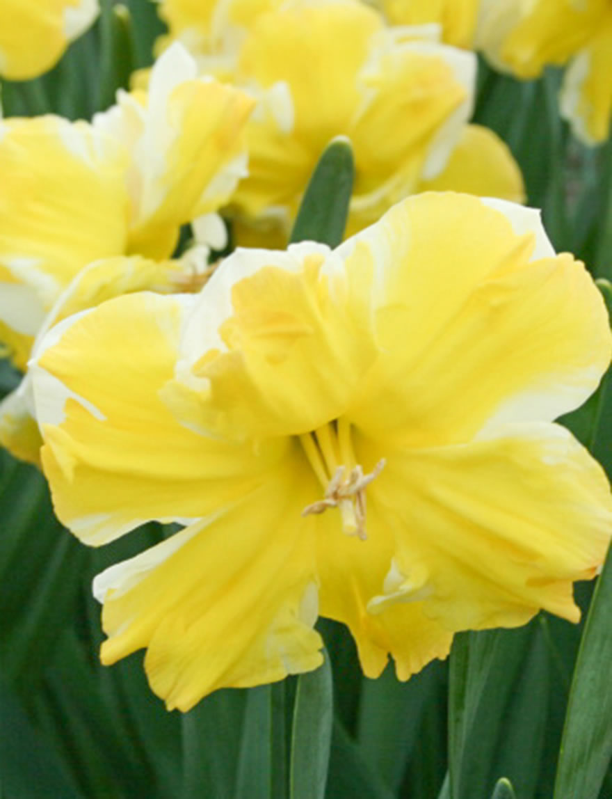 Butterfly Daffodil Belcanto - Tesselaar