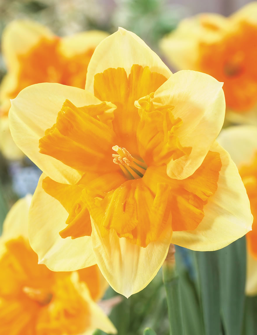 Butterfly Daffodils Mondragon - Tesselaar