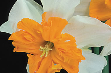 Butterfly Daffodils Parisienne - Tesselaar