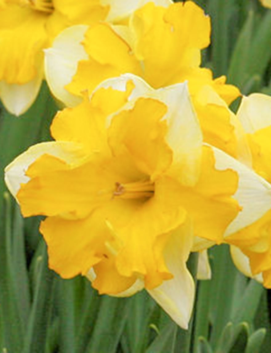 Butterfly Daffodil Saffron Queen - Tesselaar