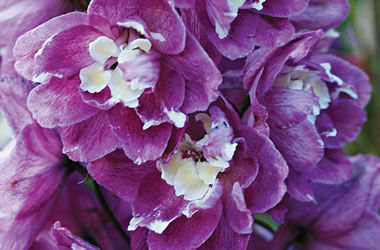 Delphinium Sherwood Series Lilac - Tesselaar