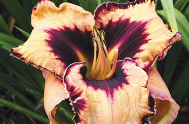 Daylily Gavin Petit - Tesselaar