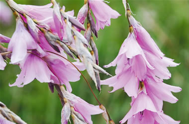 Fairies Fishing Rods Zulu Lavender Girl - Tesselaar