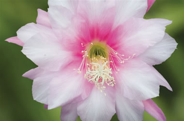 Epiphyllum Pink Angel - Tesselaar