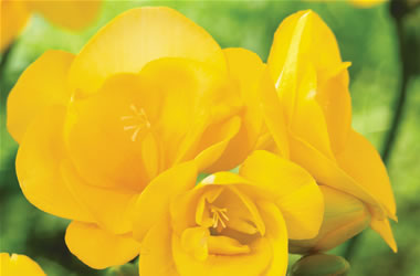 Fantasia Freesias Double Yellow - Tesselaar