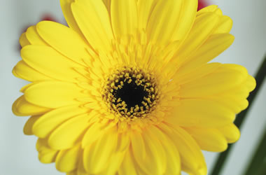 (1A) Gerbera Golden Marguerite - Tesselaar