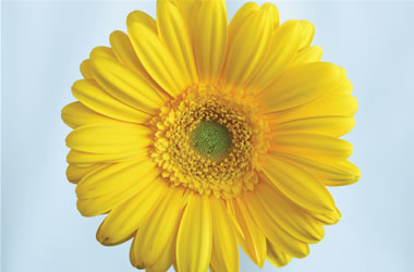 Gerbera Aloha - Tesselaar