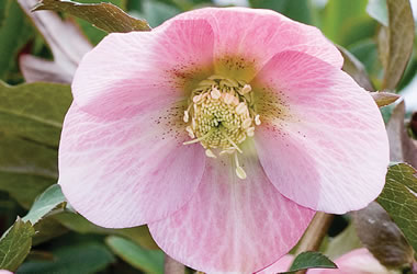 (18B) Winter Rose Shell Pink - Tesselaar