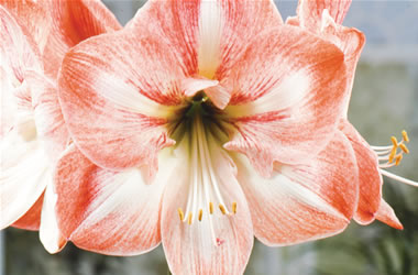 Hippeastrum Flower Record - Tesselaar