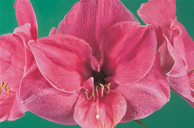Hippeastrum Milady - Tesselaar