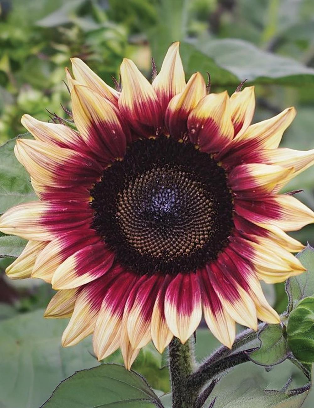 Sunflower Compact Lilac Spray - Tesselaar