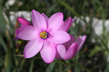 (30B) Pink Corn Flower - Tesselaar