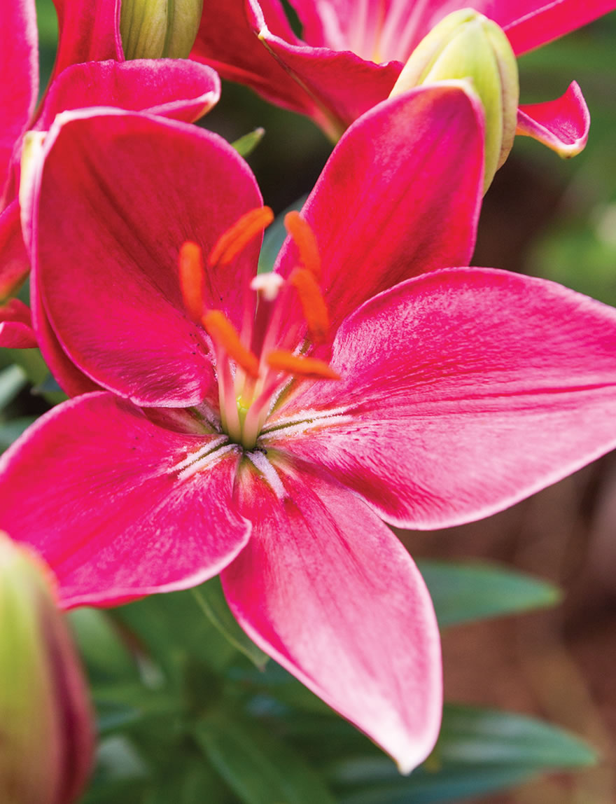 Pixie Asiatic Lilies Buzzer - Tesselaar