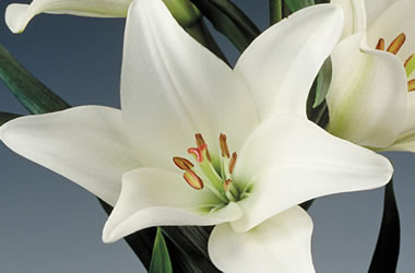 (38A) Sumo Asiatic Lilies Bach - Tesselaar