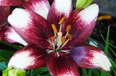 Asiatic Matisse Lilies Push Off - Tesselaar