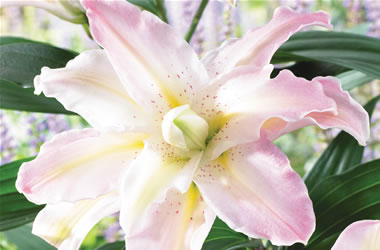 Double Oriental Lilies Soft Music - Tesselaar