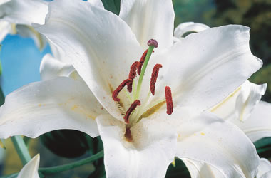 (29B) Oriental Lilies Simplon - Tesselaar
