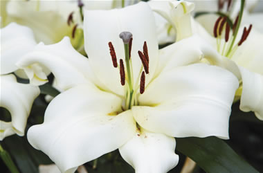 Oriental Lilies Cyclone - Tesselaar